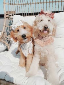 10 Macrame Dog Collars, Leashes, and Leads Patterns - Crafting News