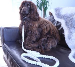 10 Macrame Dog Collars, Leashes, and Leads Patterns - Crafting News