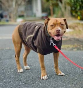 25 Dog Coat Patterns - Crafting News