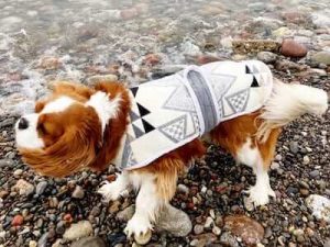 25 Dog Coat Patterns - Crafting News